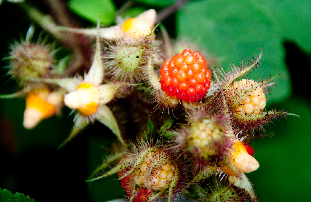 Eat Beautifully for Free | Foraged Food at National Parks | BeautifulNow