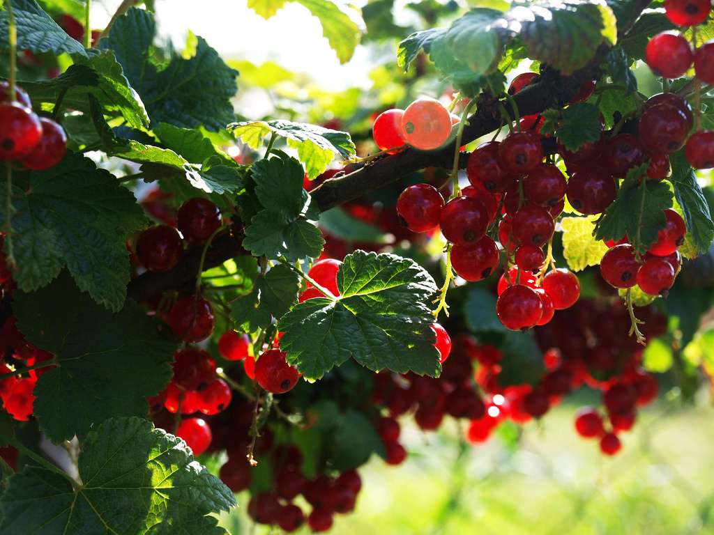 Eat Beautifully for Free | Foraged Food at National Parks | BeautifulNow