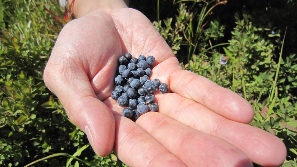 Eat Beautifully for Free | Foraged Food at National Parks | BeautifulNow