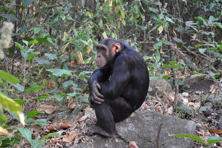 Beautiful Chimp Family Vacation | Mahale Greystoke | BeautifulNow