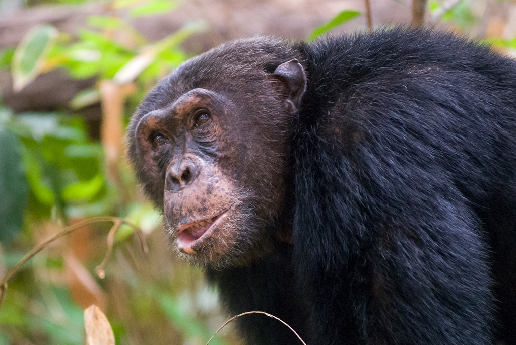 Beautiful Chimp Family Vacation | Mahale Greystoke | BeautifulNow